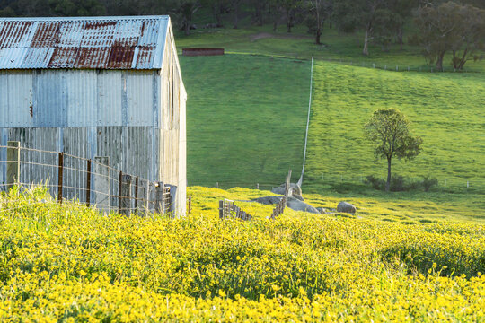 รูปภาพCapeweed – เลือกดูภาพถ่ายสต็อก เวกเตอร์ และวิดีโอ555 | Adobe Stock