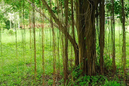 "Hanging Roots" Images – Browse 128 Stock Photos, Vectors, and Video ...