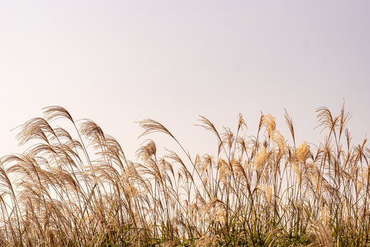 Reed Field Images – Browse 129,419 Stock Photos, Vectors, and Video ...