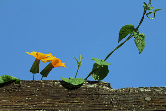 Susanne-Bilder: Stock-Fotos & -Videos. | Adobe Stock