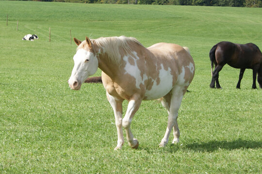 "Pinto Horse" Images – Browse 5,699 Stock Photos, Vectors, and Video ...