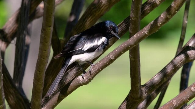 Magpie-Robin Images – Browse 3,506 Stock Photos, Vectors, and Video ...