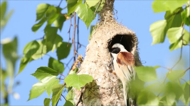 Songbird Images – Browse 327,662 Stock Photos, Vectors, and Video ...