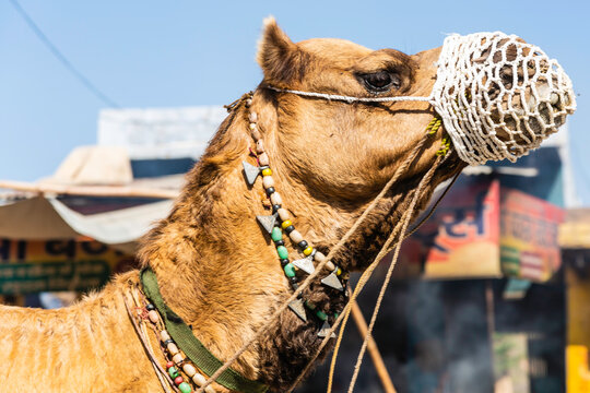 Dhana Images – Browse 237 Stock Photos, Vectors, and Video | Adobe Stock