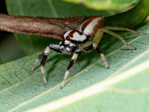 รูปภาพChira – เลือกดูภาพถ่ายสต็อก เวกเตอร์ และวิดีโอ603 | Adobe Stock