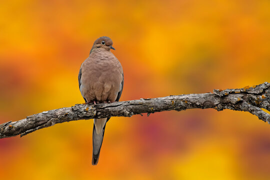 "Mourning Dove" Gambar – Telusuri 28 Foto, Vektor, dan Video Stok ...