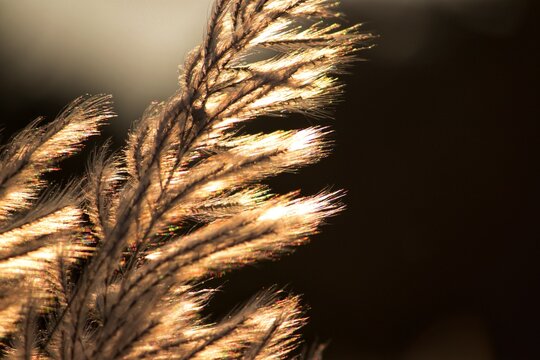 Kashful Images – Browse 246 Stock Photos, Vectors, and Video | Adobe Stock