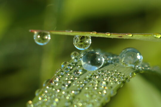 รูปภาพGuttation – เลือกดูภาพถ่ายสต็อก เวกเตอร์ และวิดีโอ318 | Adobe Stock