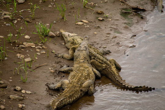 รูปภาพCocodrilos – เลือกดูภาพถ่ายสต็อก เวกเตอร์ และวิดีโอ690 | Adobe Stock