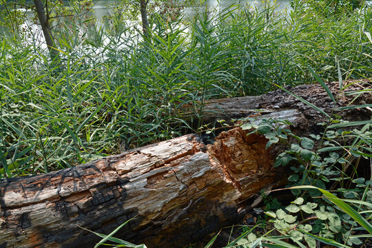 Verwesung bilder – Bläddra bland 733 stockfoton, vektorer och videor ...