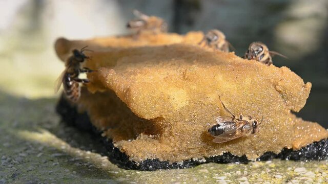 Docility Images – Browse 438 Stock Photos, Vectors, and Video | Adobe Stock