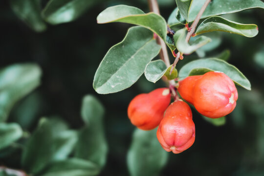 Jamalac Images – Browse 2,432 Stock Photos, Vectors, and Video | Adobe ...