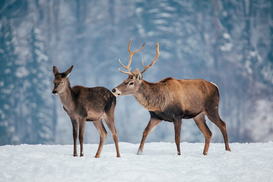 32,345 BESTE Rehaugen BILDER, STOCK-FOTOS & -VEKTORGRAFIKEN | Adobe Stock