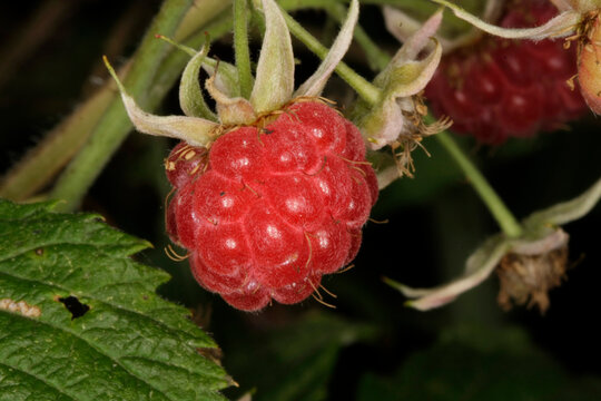 「Himbeer-Strauch」の写真素材 | 289件の無料イラスト画像 | Adobe Stock