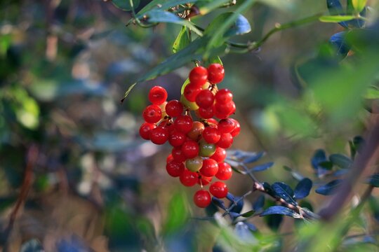 「Bacca」の画像 - 13,663 件の Stock 写真、ベクターおよびビデオ | Adobe Stock