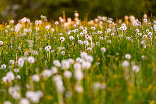 Pusteblumenwiese Bilder – Durchsuchen 7,807 Archivfotos, Vektorgrafiken ...