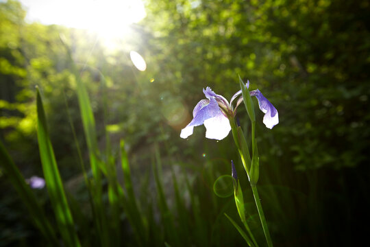 รูปภาพBlueflag – เลือกดูภาพถ่ายสต็อก เวกเตอร์ และวิดีโอ582 | Adobe Stock