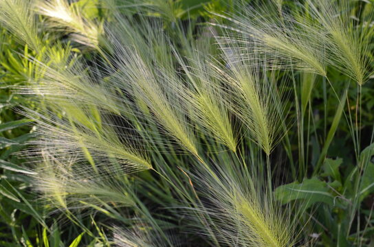 Wildgerste Bilder – Durchsuchen 7,214 Archivfotos, Vektorgrafiken und ...