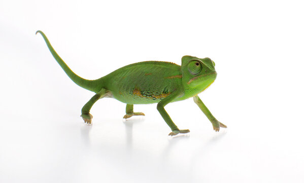 รูปภาพCone-Head – เลือกดูภาพถ่ายสต็อก เวกเตอร์ และวิดีโอ400 | Adobe Stock