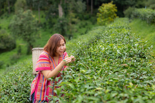"Tea Picking" Images – Browse 228 Stock Photos, Vectors, and Video ...