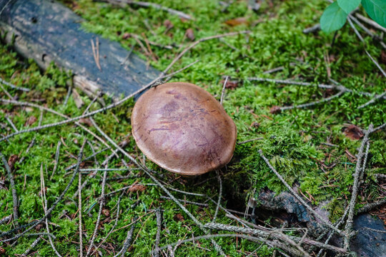 「Braunkappe」の画像 - 615 件の Stock 写真、ベクターおよびビデオ | Adobe Stock