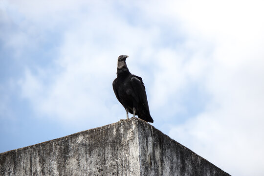 Zamuro Images – Browse 63 Stock Photos, Vectors, and Video | Adobe Stock