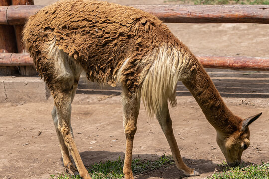 รูปภาพMula – เลือกดูภาพถ่ายสต็อก เวกเตอร์ และวิดีโอ1,629 | Adobe Stock