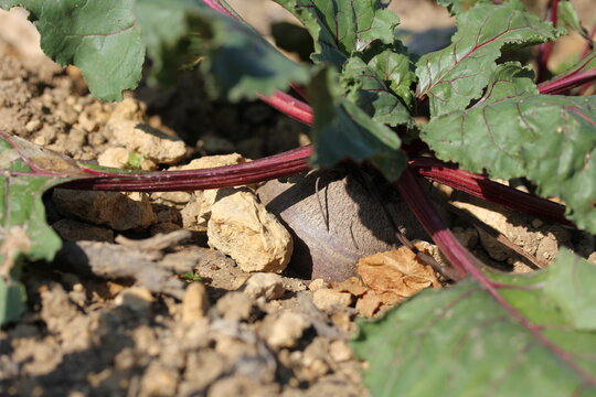 Betterave Bilder – Durchsuchen 3,242 Archivfotos, Vektorgrafiken und ...