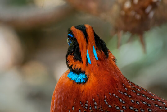 Crimson Horned Pheasant