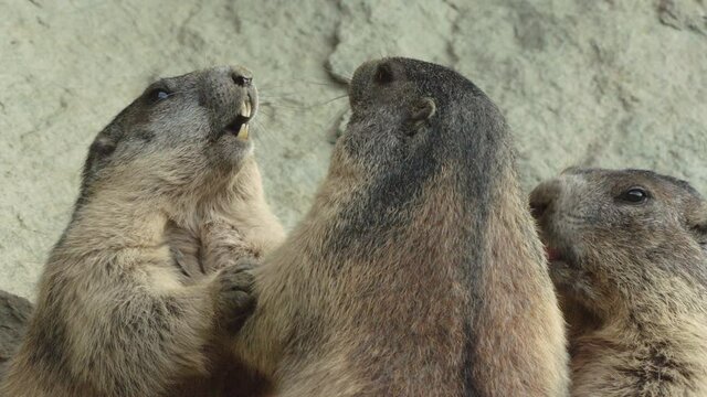 Marmots Images – Browse 463 Stock Photos, Vectors, and Video | Adobe Stock