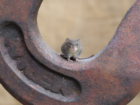 Mus Bilder – Durchsuchen 8,775 Archivfotos, Vektorgrafiken und Videos ...