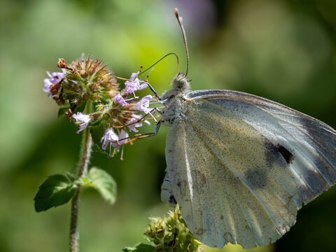 Ocelles Bilder – Durchsuchen 341 Archivfotos, Vektorgrafiken und Videos ...