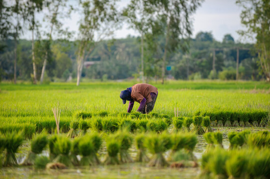"Rice Farm" Images – Browse 6,251 Stock Photos, Vectors, and Video ...