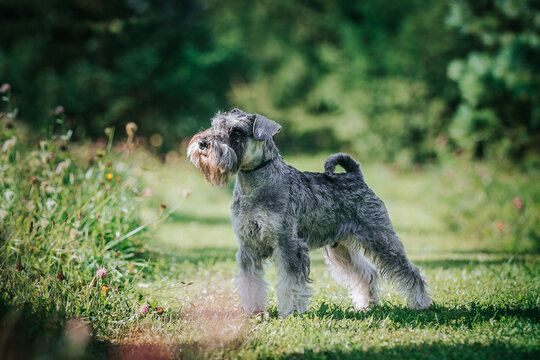 Standard Schnauzer