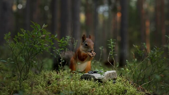 "Happy Squirrel" Images – Browse 278 Stock Photos, Vectors, and Video ...