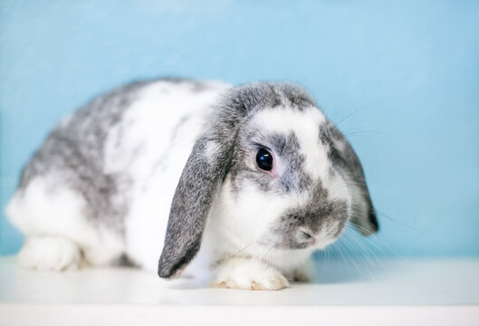 Black Bunnies With Floppy Ears