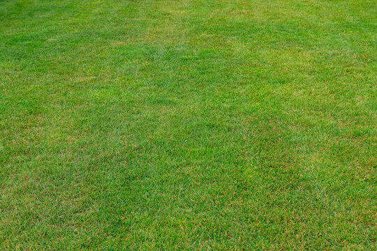 Repeating Grass Texture Images – Browse 18,331 Stock Photos, Vectors ...