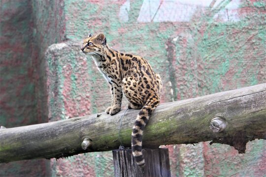 Imágenes, gráficos, vectores y vídeos libres de derechos de autor y ...