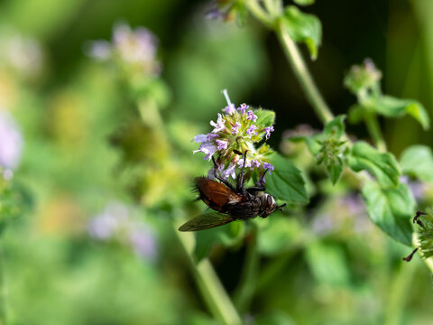 Dasselfliege Bilder – Durchsuchen 580 Archivfotos, Vektorgrafiken und ...