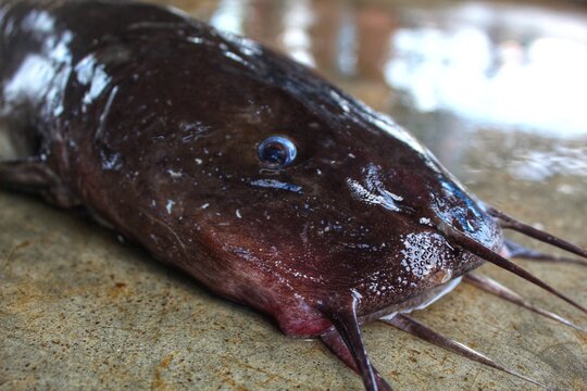"Walking Catfish" Billeder – Gennemse 136 stockfotos, vektorer og ...