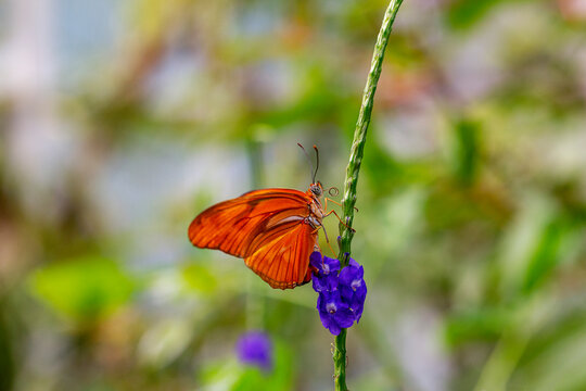 Julia-Falter Images – Browse 8 Stock Photos, Vectors, and Video | Adobe ...