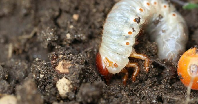 Grub Bilder – Durchsuchen 18,838 Archivfotos, Vektorgrafiken und Videos ...