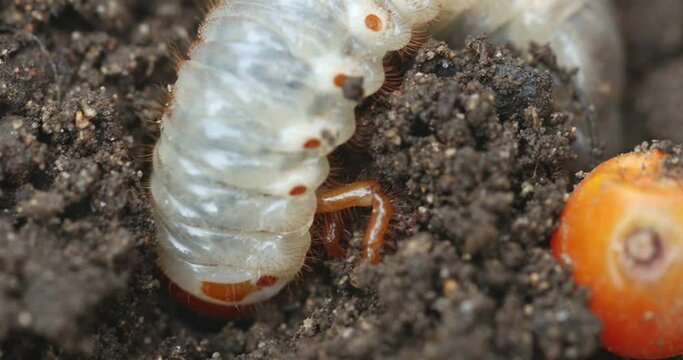 Imagens de Grub – Explore Fotografias do Stock, Vetores e Vídeos de ...