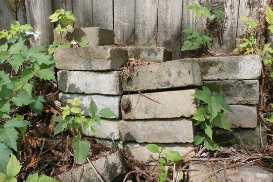 「Overgrowth」の写真素材 | 5,175件の無料イラスト画像 | Adobe Stock