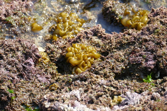 "Flora Marina" Images – Browse 183 Stock Photos, Vectors, and Video ...