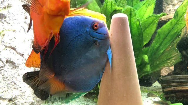 Laichen Images – Browse 625 Stock Photos, Vectors, and Video | Adobe Stock