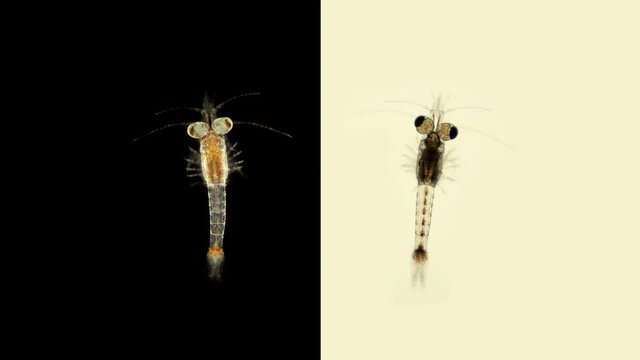 Mysidae Images – Browse 20 Stock Photos, Vectors, and Video | Adobe Stock