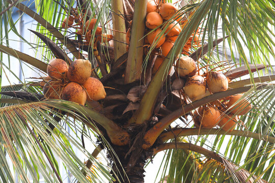 "Red Coconut" Images – Browse 33 Stock Photos, Vectors, and Video ...
