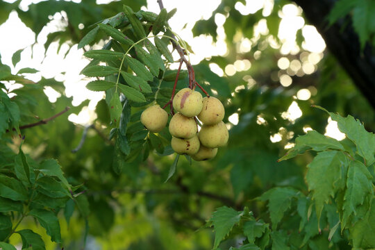 "Sorb Apple" Bilder – Durchsuchen 1,302 Archivfotos, Vektorgrafiken und ...