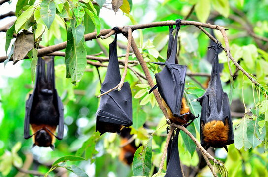 Hanging bats store